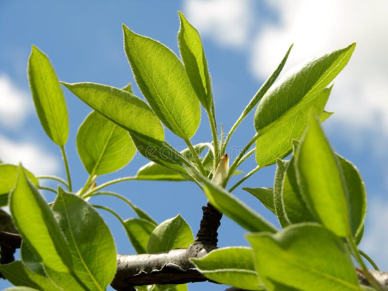 Spring Foliage in Boston Back Bay Stock Image - Image of fence, flowers ...