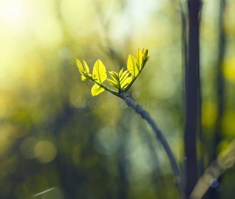 Fresh spring foliage stock photo. Image of branch, sprout - 123037286