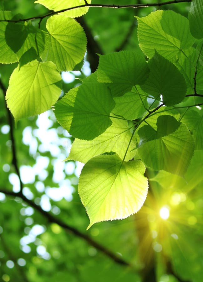 Fresh spring foliage stock image. Image of beauty, foliage - 72240337