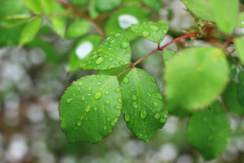 Fresh Spring Foliage of a Rose Bush. Stock Photo - Image of branch ...
