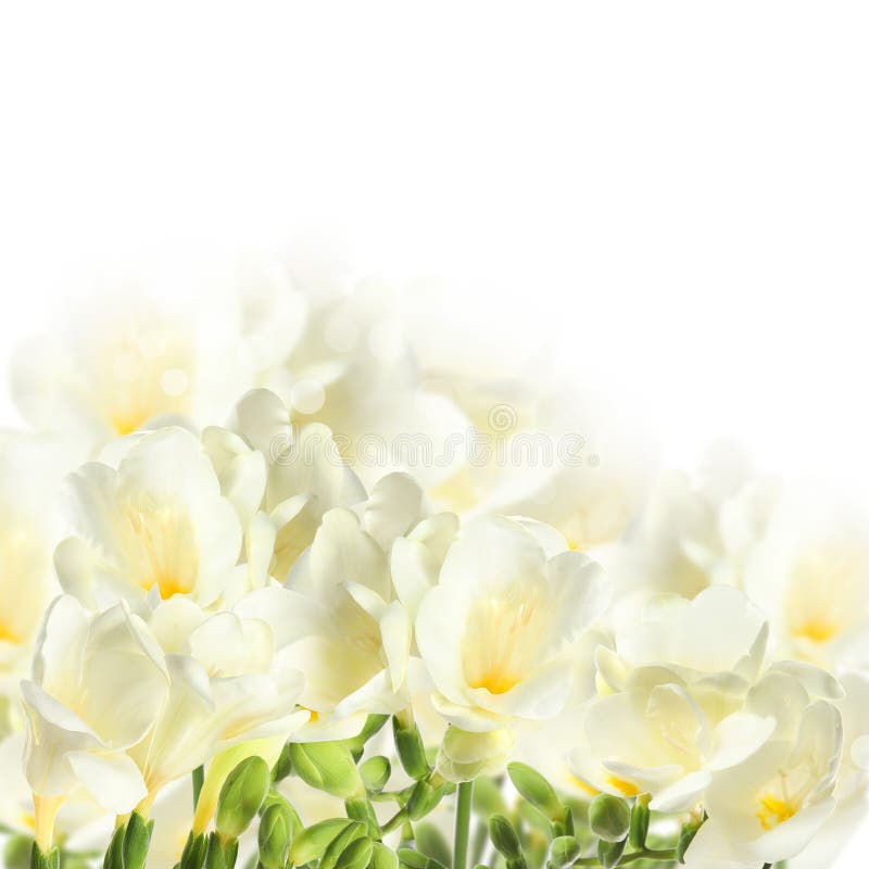Fresh Spring Freesia Flowers On White Stock Image - Image of floral ...