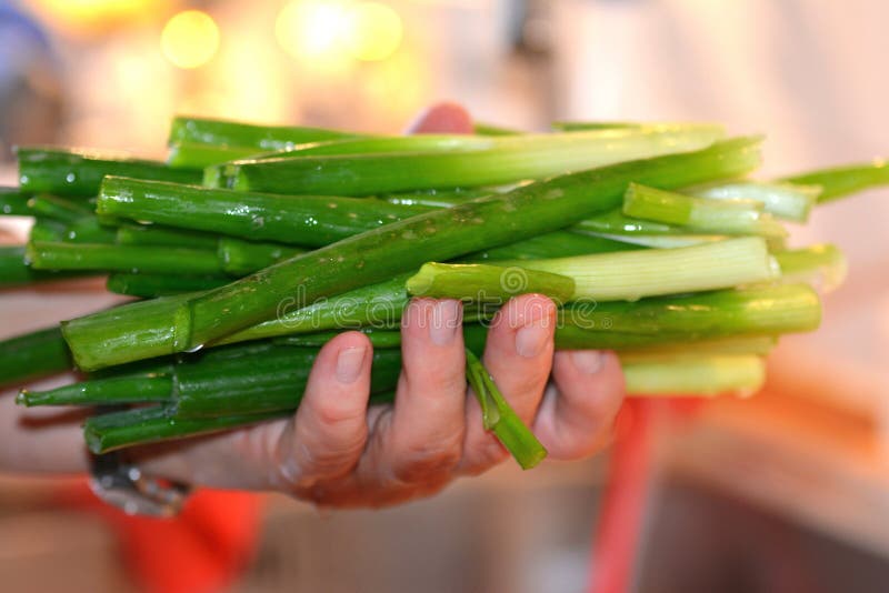 Fresh spring garlic stock photo. Image of plant, spring - 40548874