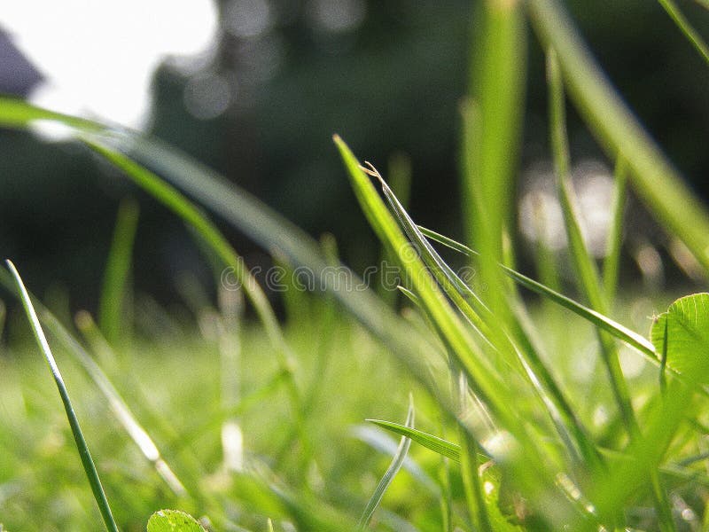 Fresh spring grass stock image. Image of wild, nature - 13442055