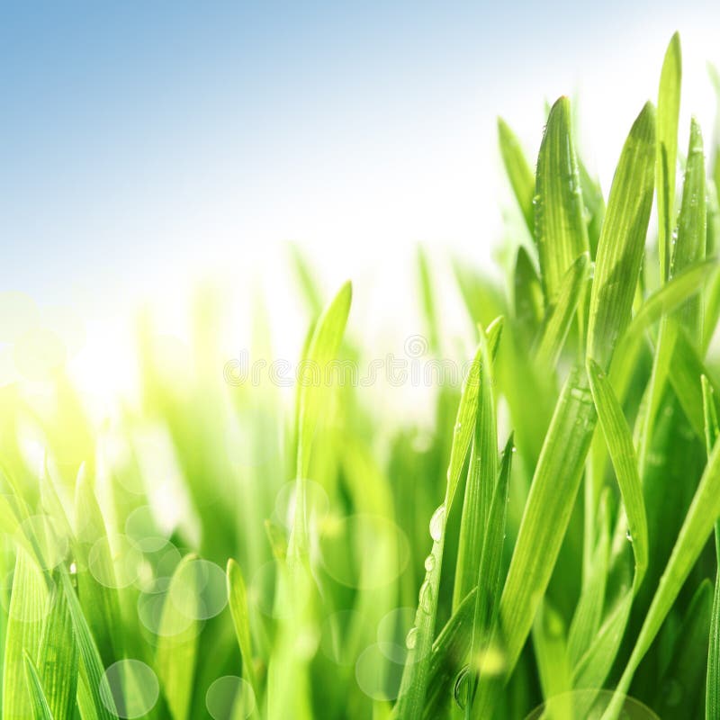 Fresh spring grass stock image. Image of warm, grow, beautiful - 17917197