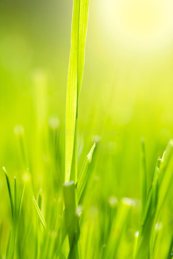 Lush green grass stock image. Image of blades, photosynthesis - 8193427