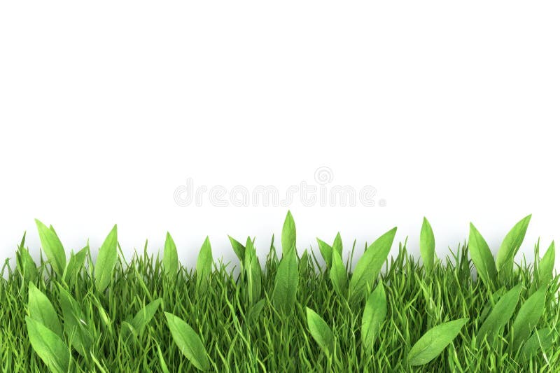 Fresh Spring Grass Border on White Background Stock Illustration ...