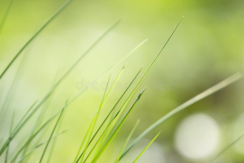 Fresh spring grass stock image. Image of light, copy - 53986919