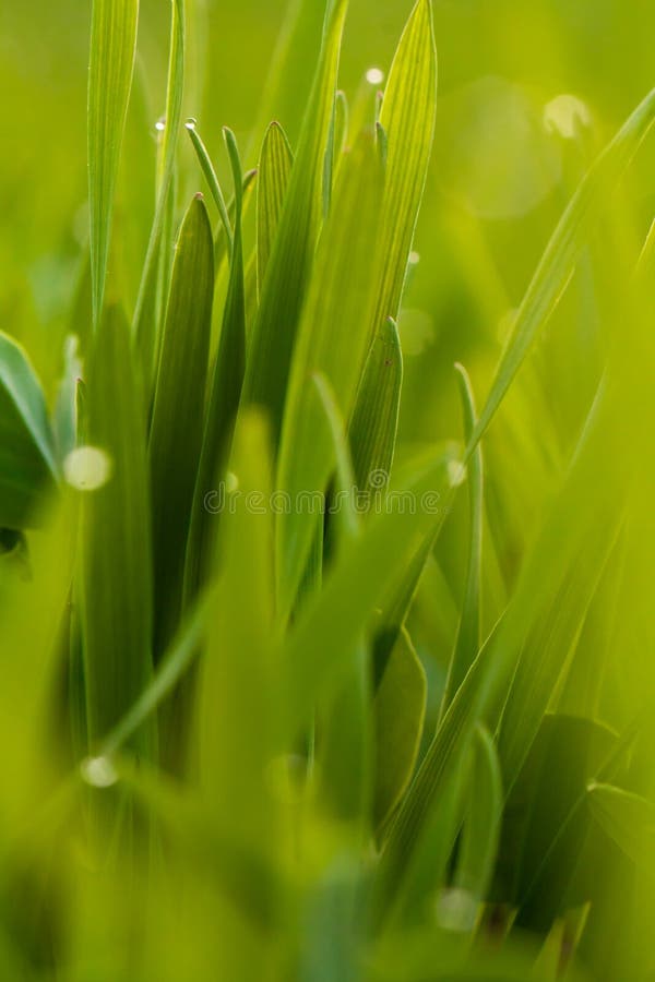 Fresh Spring Grass stock photo. Image of close, field - 45879082