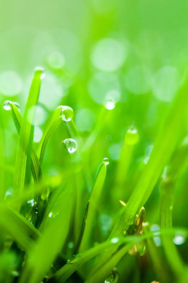 Fresh Spring Grass with Dew Drops Stock Photo - Image of agriculture ...