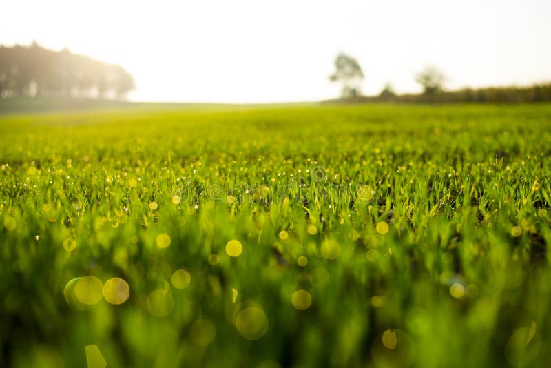 Fresh Spring Grass with Drops Stock Image - Image of environmental ...