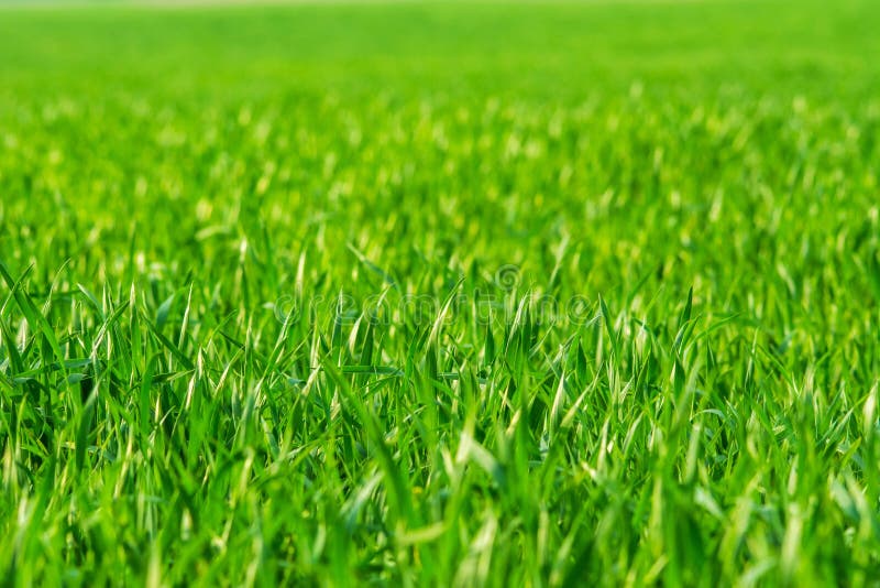 Fresh Spring Grass on the Field - Background Stock Photo - Image of ...