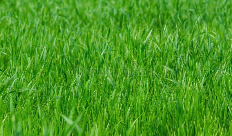 Fresh Spring Grass on the Field - Background Stock Image - Image of ...