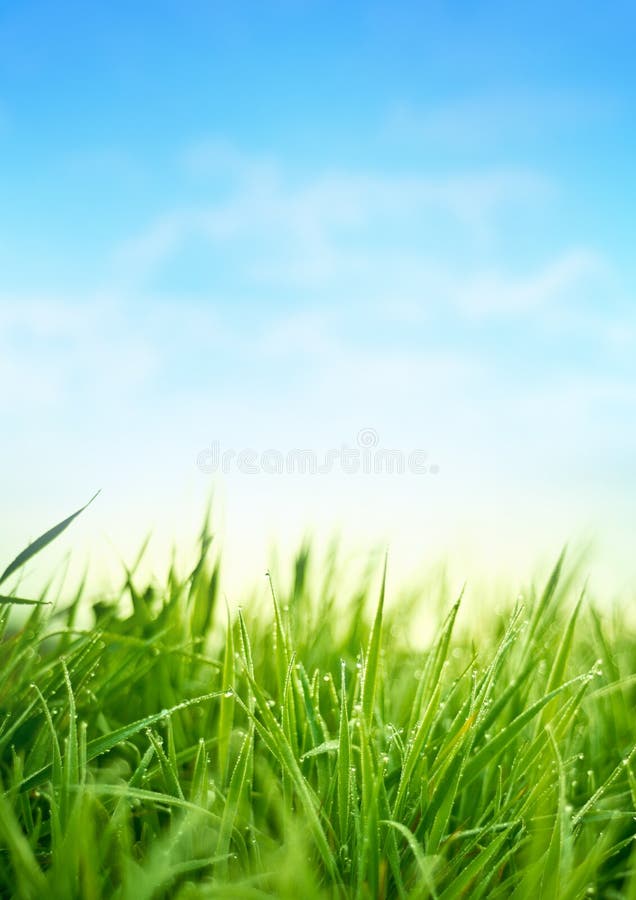 Spring Field in Bloom stock image. Image of green, growth - 2233809