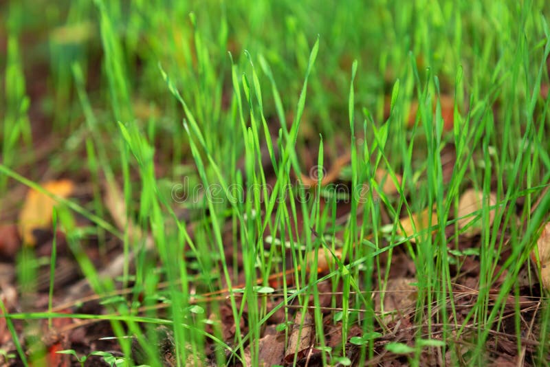 Fresh spring grass stock photo. Image of lush, ecology - 209547770