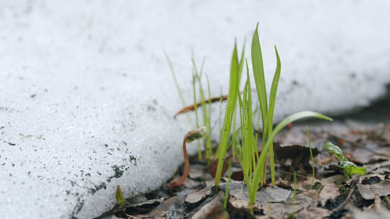 Fresh Spring Grass Sprouts in the Forest Grow through the Melting Snow ...