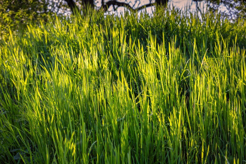 Fresh spring green color stock image. Image of texture - 70391841