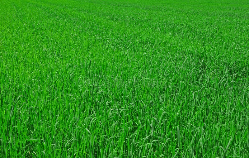 Fresh spring green grass stock image. Image of beautiful - 10407159