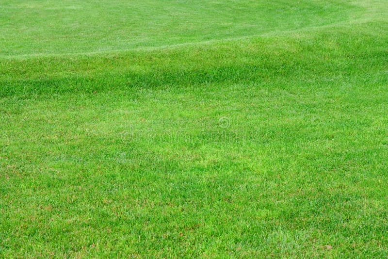 Fresh spring green grass stock image. Image of color - 11825839