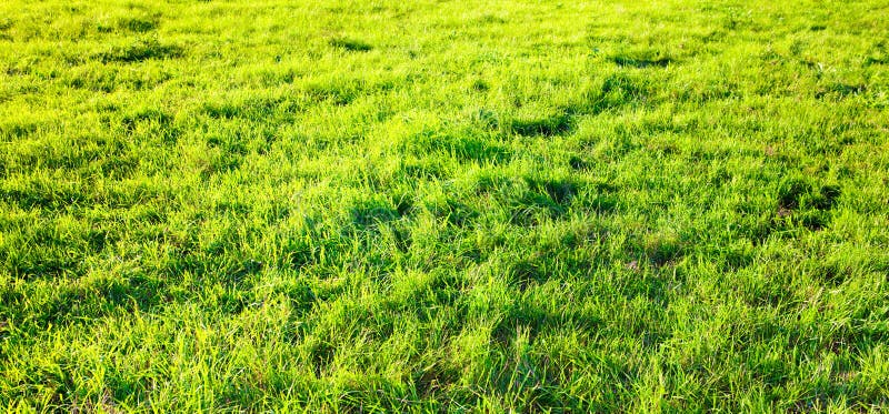 Fresh spring green grass stock photo. Image of grass - 12596714