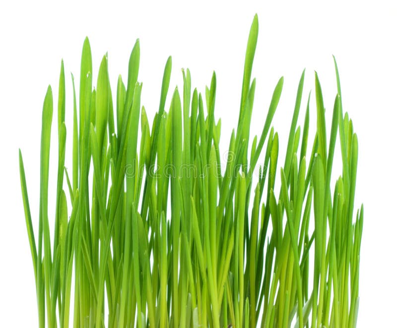 Fresh spring green grass stock photo. Image of beautiful - 17981596