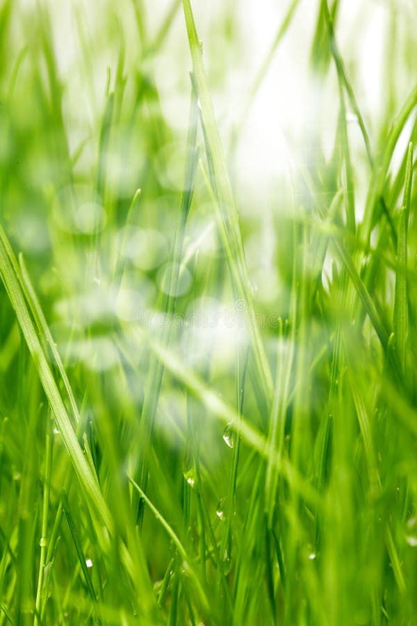 Fresh spring green grass stock photo. Image of backgrounds - 18510108