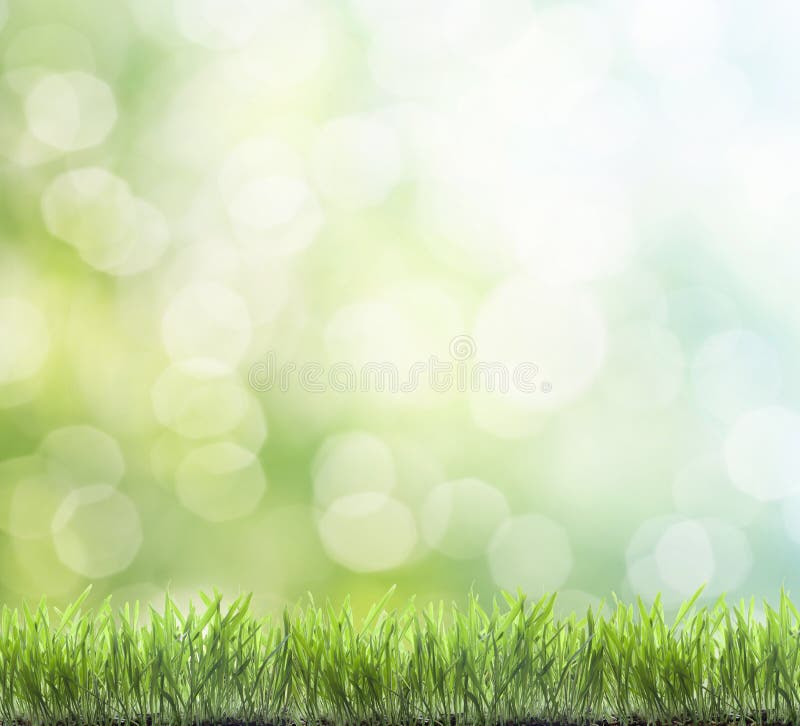 Fresh spring green grass stock image. Image of backdrop - 19672391
