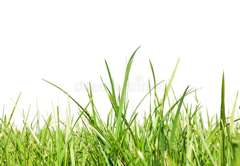 Grass stock image. Image of vegetation, close, white - 30316489