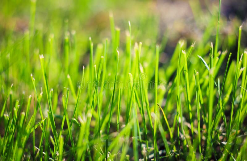 Fresh spring green grass stock image. Image of meadow - 25799451