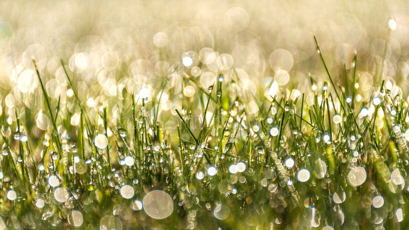 Effects Of Grass Fire On Soils. Charred Grass After A Spring Fire ...