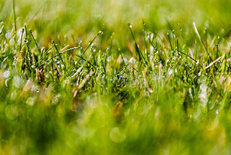 Effects Of Grass Fire On Soils. Charred Grass After A Spring Fire ...