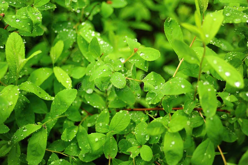 Fresh spring green grass stock image. Image of environment - 41890155