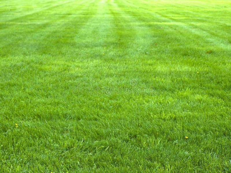 Fresh Spring Green Grass, Green Grass Texture or Background Stock Image ...