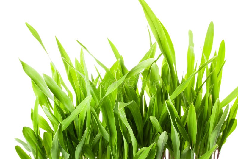 Fresh Spring Green Grass Isolated Stock Photo - Image of meadow ...