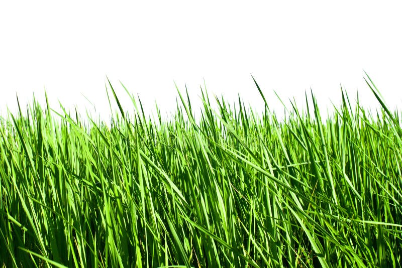 Fresh spring green grass stock image. Image of gardening - 33791835