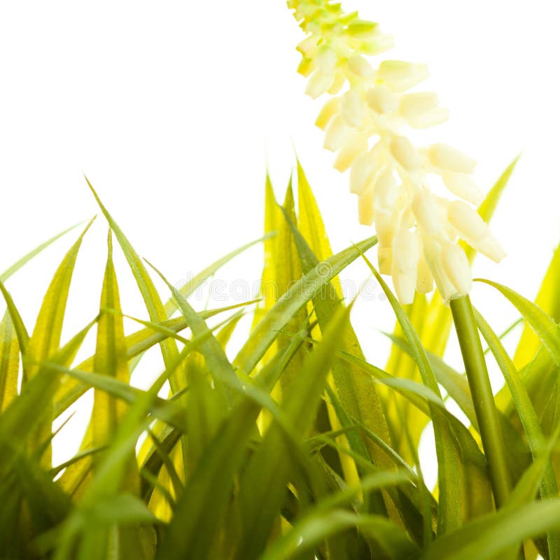 Fresh spring green grass stock image. Image of grass - 55442841
