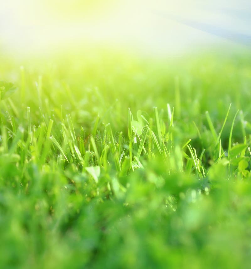 Fresh spring green grass stock image. Image of beautiful - 10407159