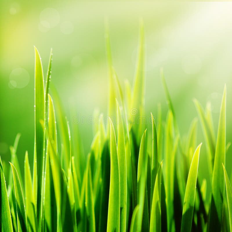 Fresh Spring Green Grass and Sun Stock Photo - Image of macro, grow ...