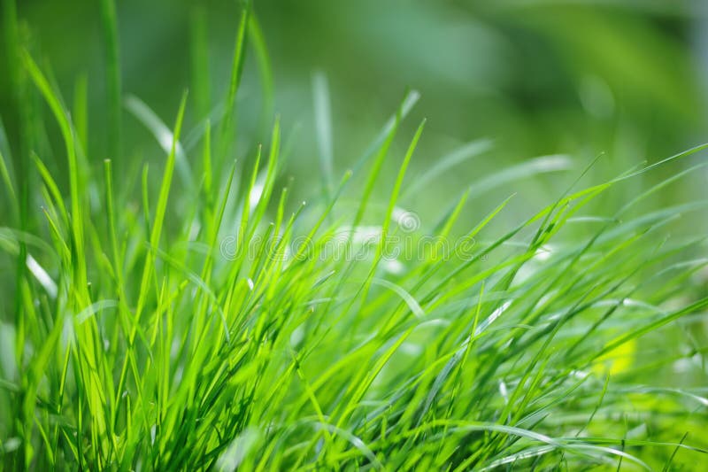 Fresh Spring Green Grass in Sunlight Stock Image - Image of garden ...