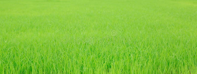 Fresh Grass with Water Drops Stock Photo - Image of blue, garden: 23861998