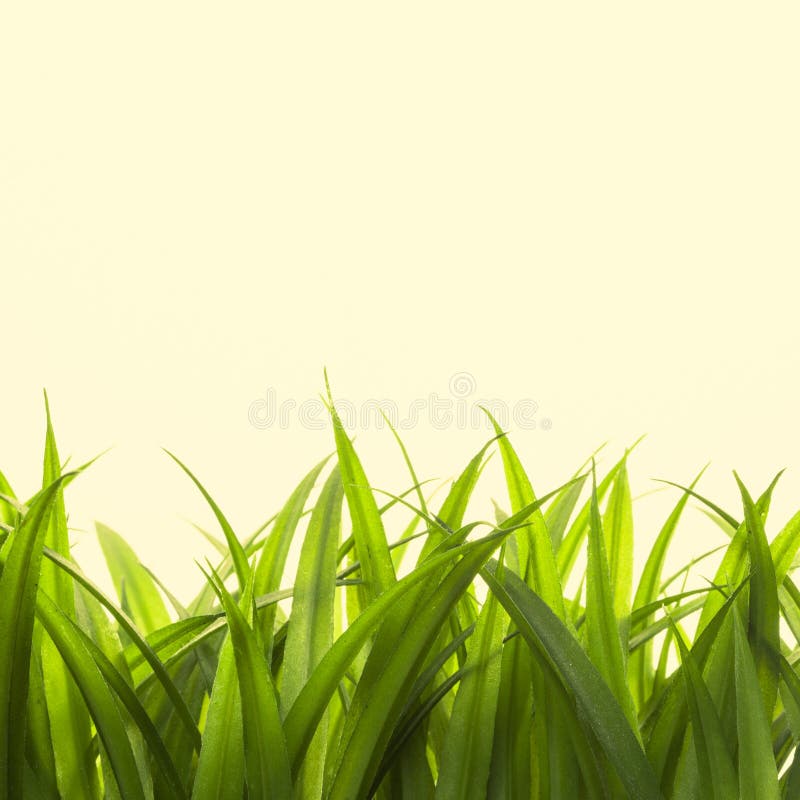 Fresh spring green grass stock image. Image of frame - 55442861