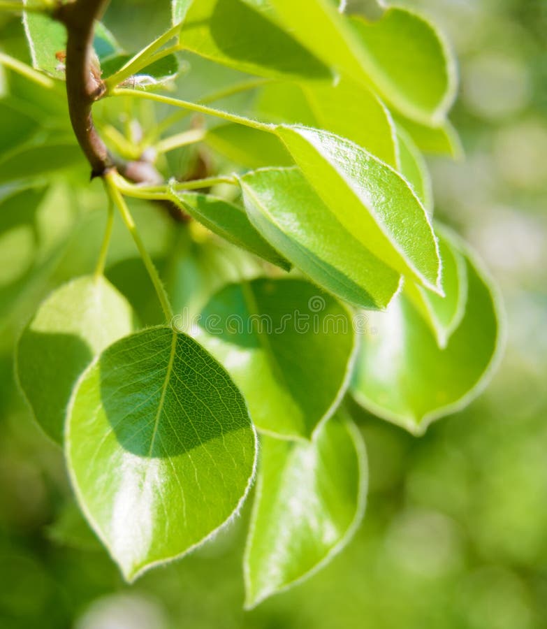 Fresh Spring Green Leaves stock image. Image of natural - 30776253