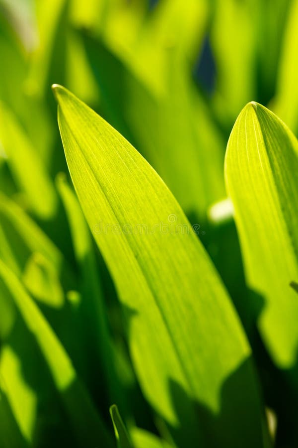 Fresh Spring Green Leaves. Grass Background Stock Image - Image of ...