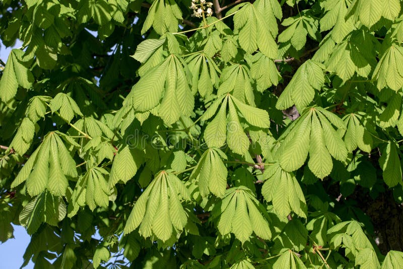 Fresh Spring Green Leaves Wallpaper Stock Image - Image of leaves ...