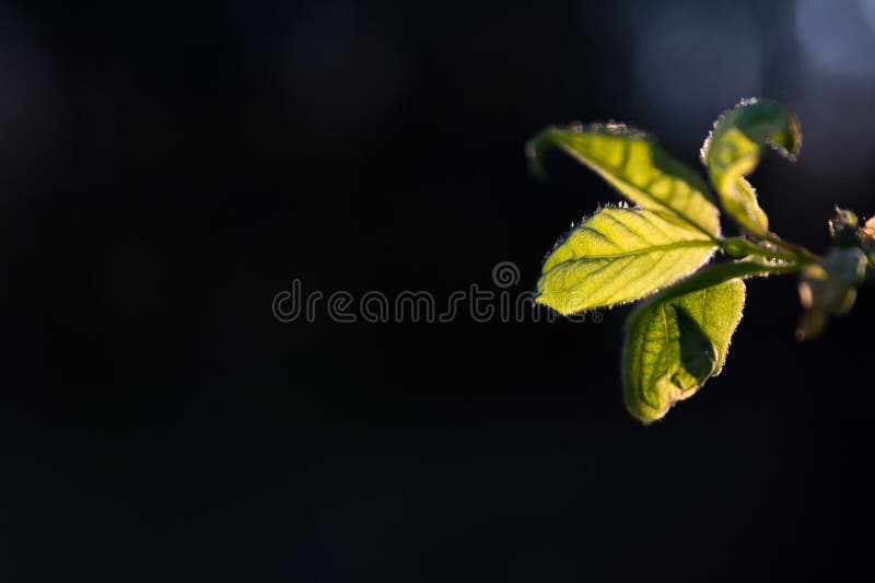 Fresh Spring Growth Leaf on Black Background. Stock Photo - Image of ...