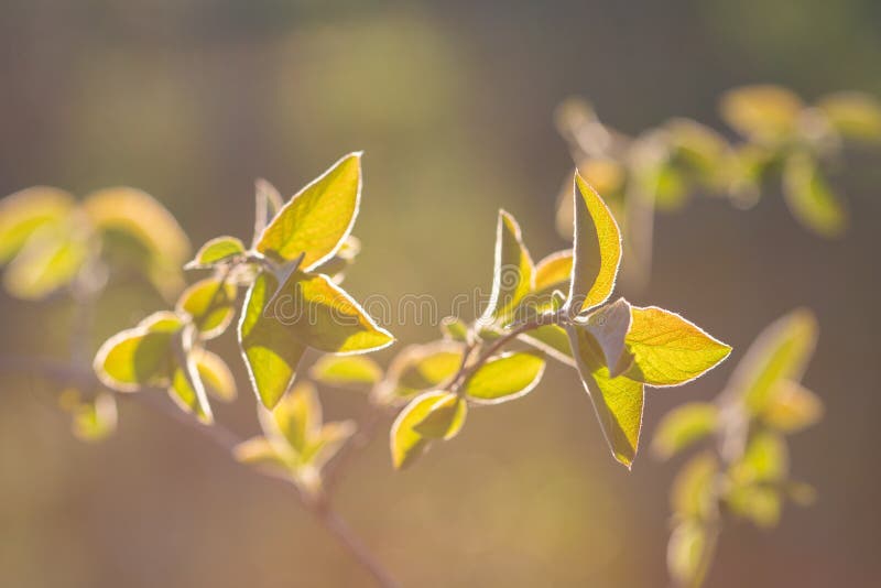 Fresh Spring Growth Wallpaper Stock Image - Image of icon, bright: 89584375