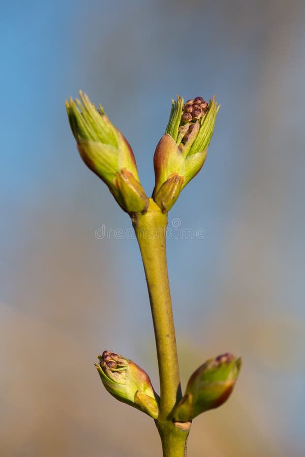 Fresh spring growth stock image. Image of bright, flower - 89584345