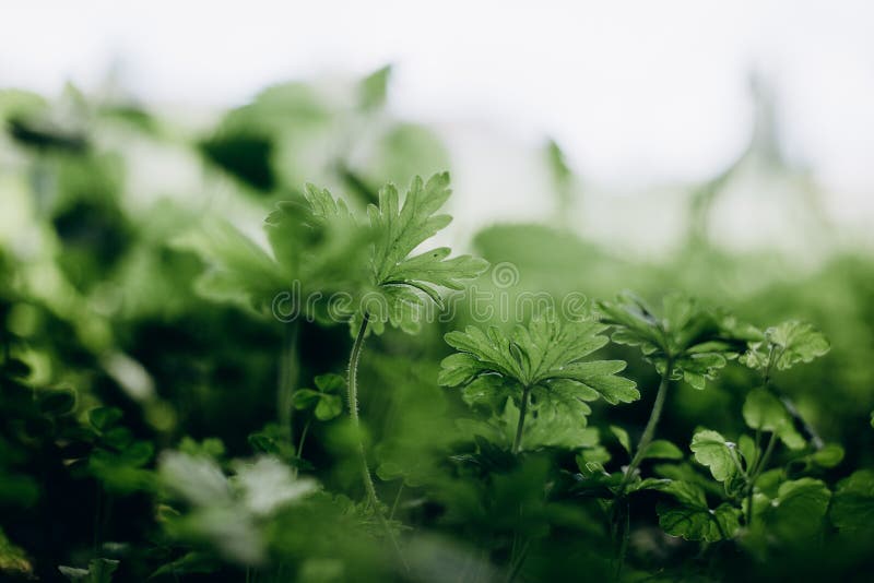 Fresh Spring Herb Green Parsley Grows Garden Stock Image - Image of ...