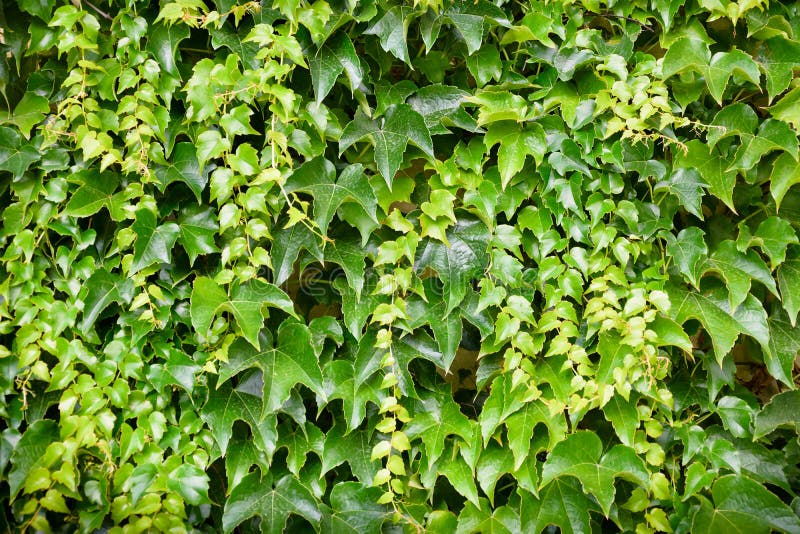 Fresh, Spring Ivy Leaves on the Wall. Stock Image - Image of bush ...