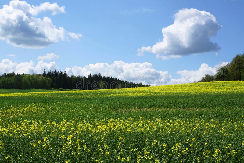 Spring Field with Flowers and Clouds Stock Image - Image of view, grass ...