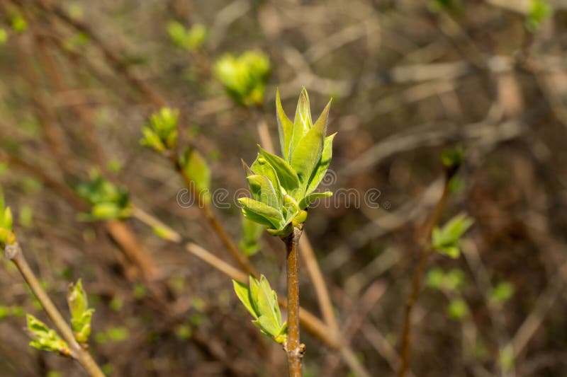 Fresh Spring Leaf Buds with Soft Background in Natural Light Stock ...